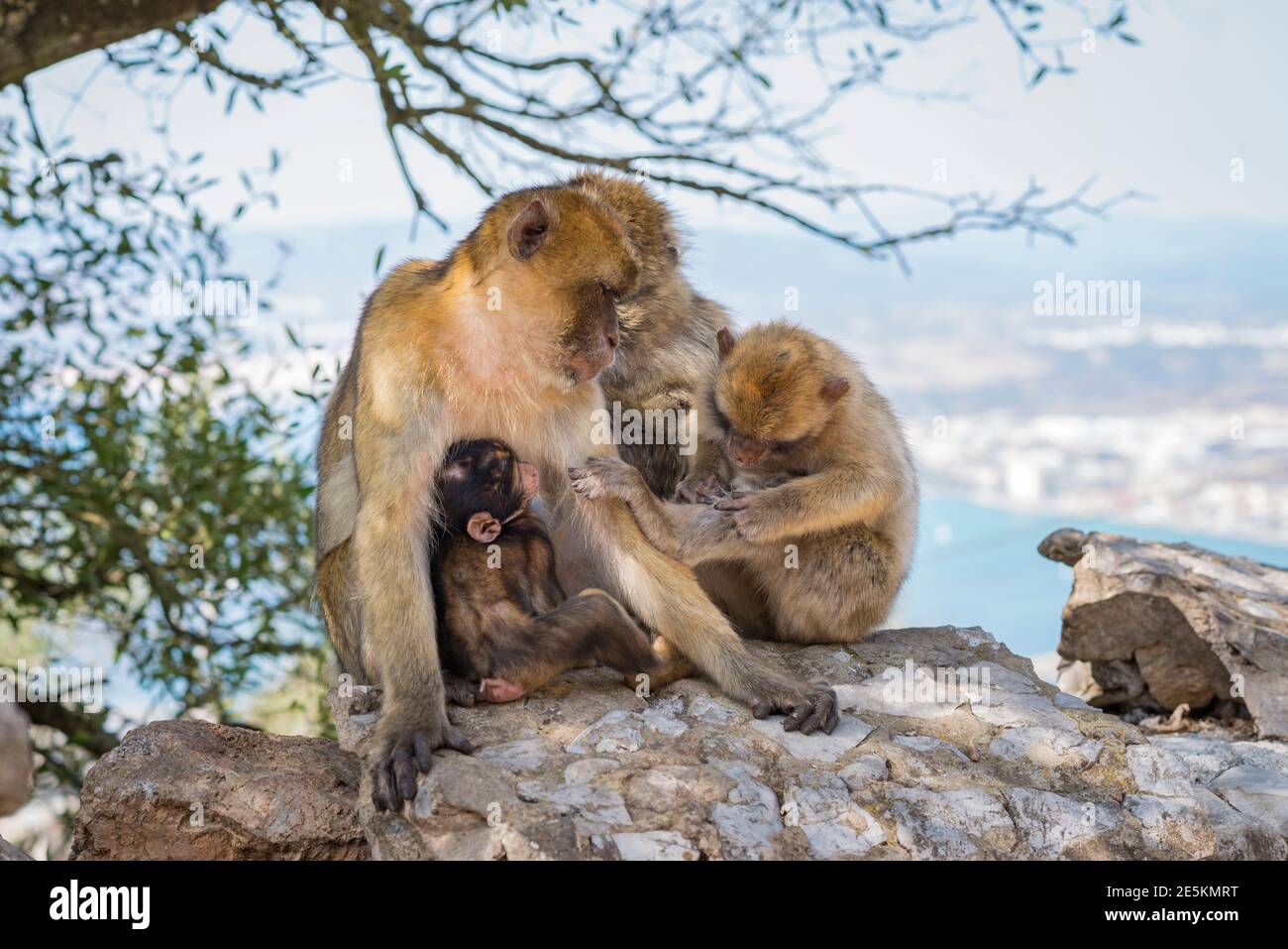 Barbary macaques in Gibraltar Stock Photo - Alamy