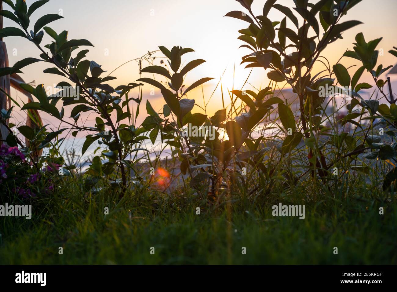 The evening sun shines from behind trees that cast shadows Stock Photo ...