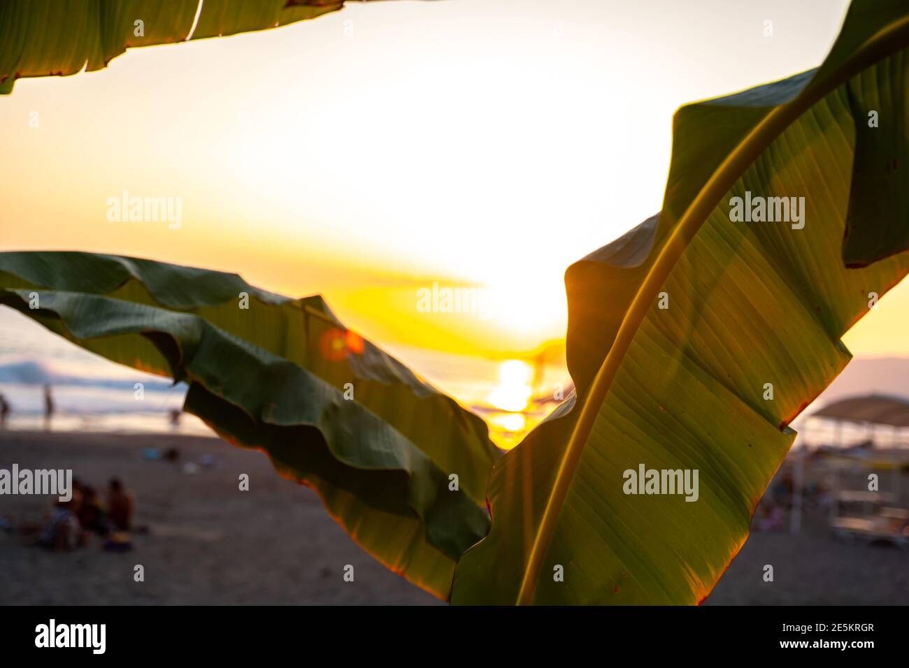 The evening sun shines from behind trees that cast shadows Stock Photo ...