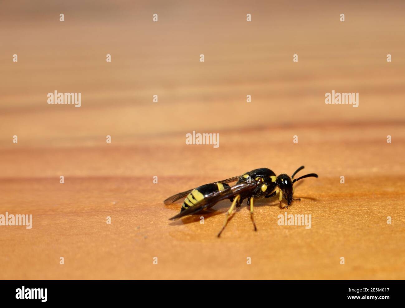 A Field Digger Wasp (Mellinus arvensis) landed on a pine board Stock ...