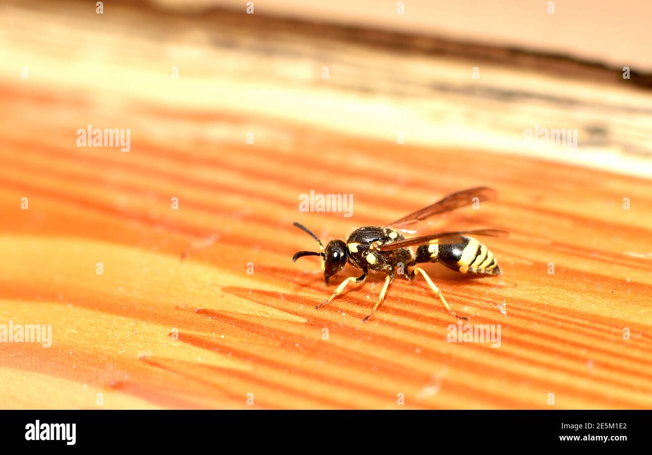 A Field Digger Wasp (Mellinus arvensis) landed on a pine board Stock ...