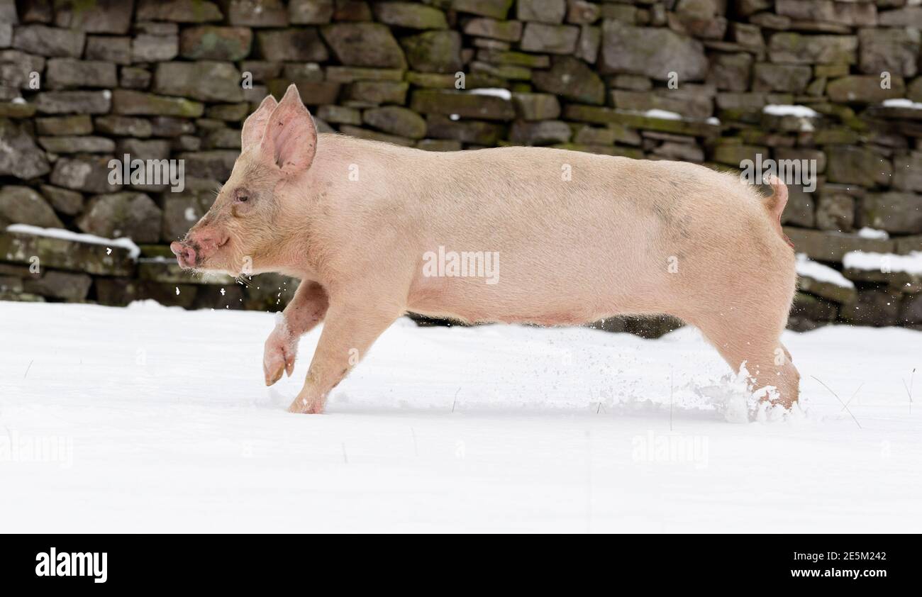 Pigs running free hi-res stock photography and images - Alamy