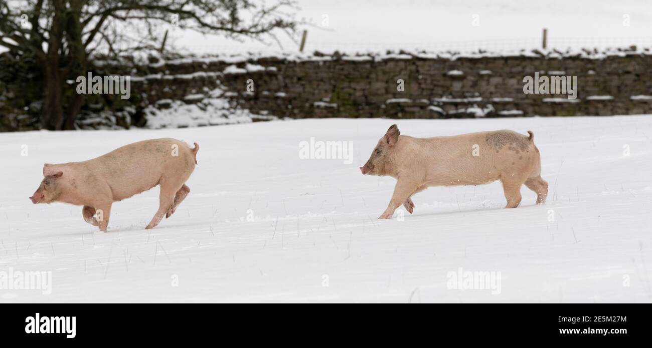 Pigs running free hi-res stock photography and images - Alamy