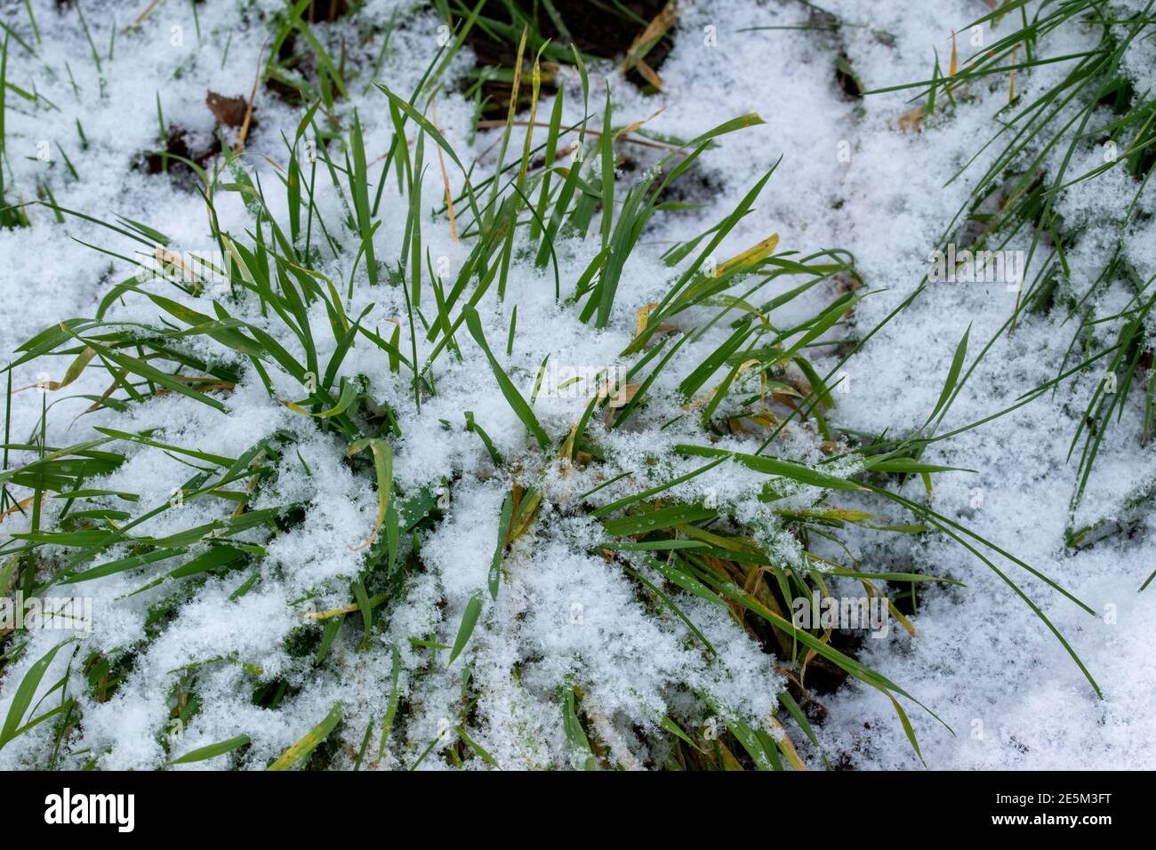 Tufts of grass and blades of grass covered with snow Stock Photo - Alamy
