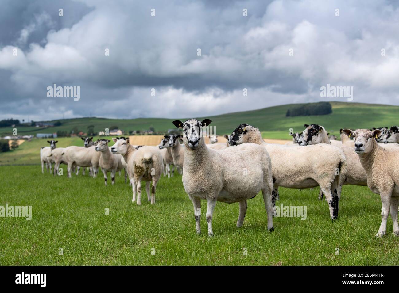 Scottish mules hi-res stock photography and images - Alamy