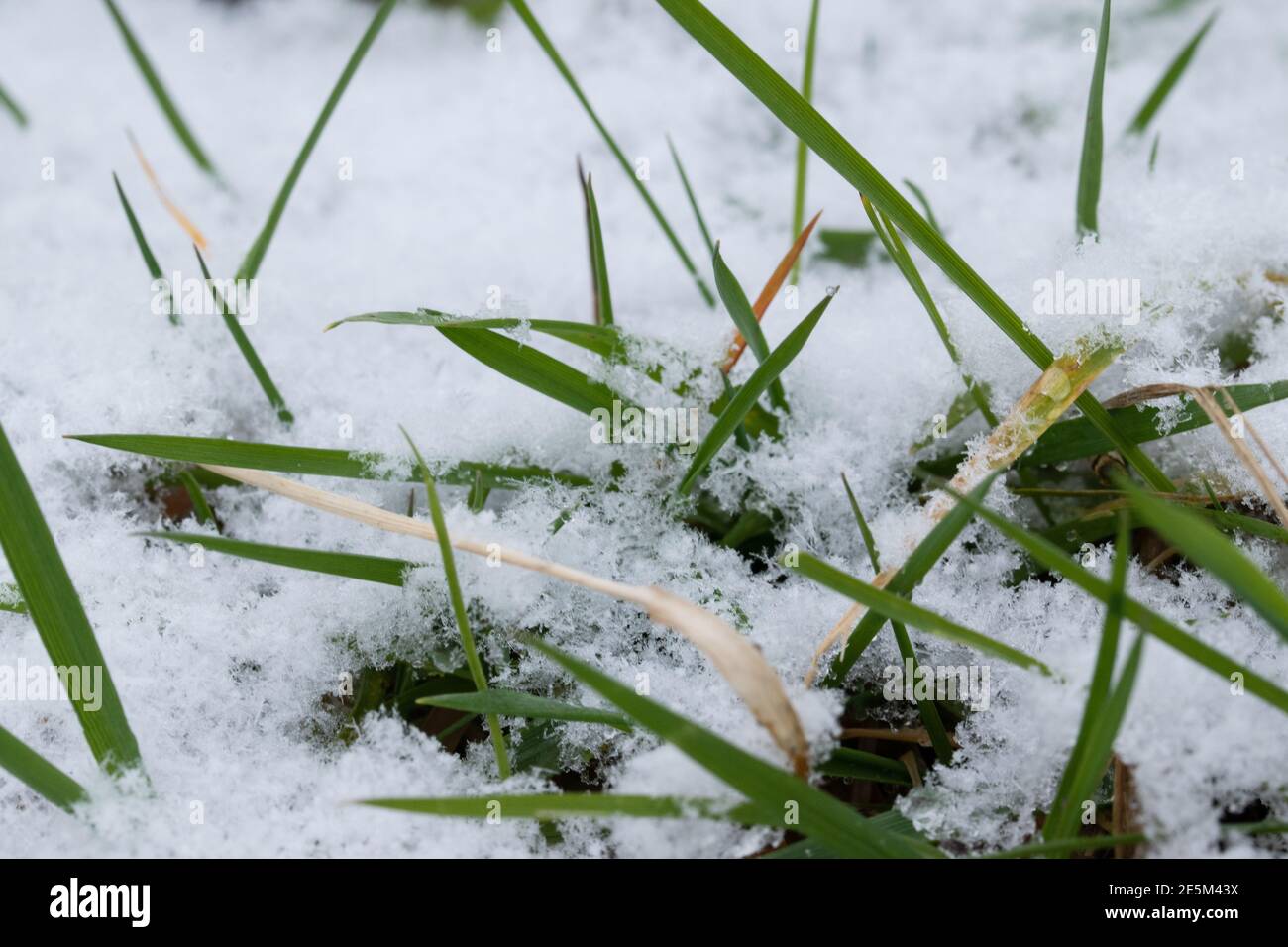 Tufts of grass and blades of grass covered with snow Stock Photo - Alamy
