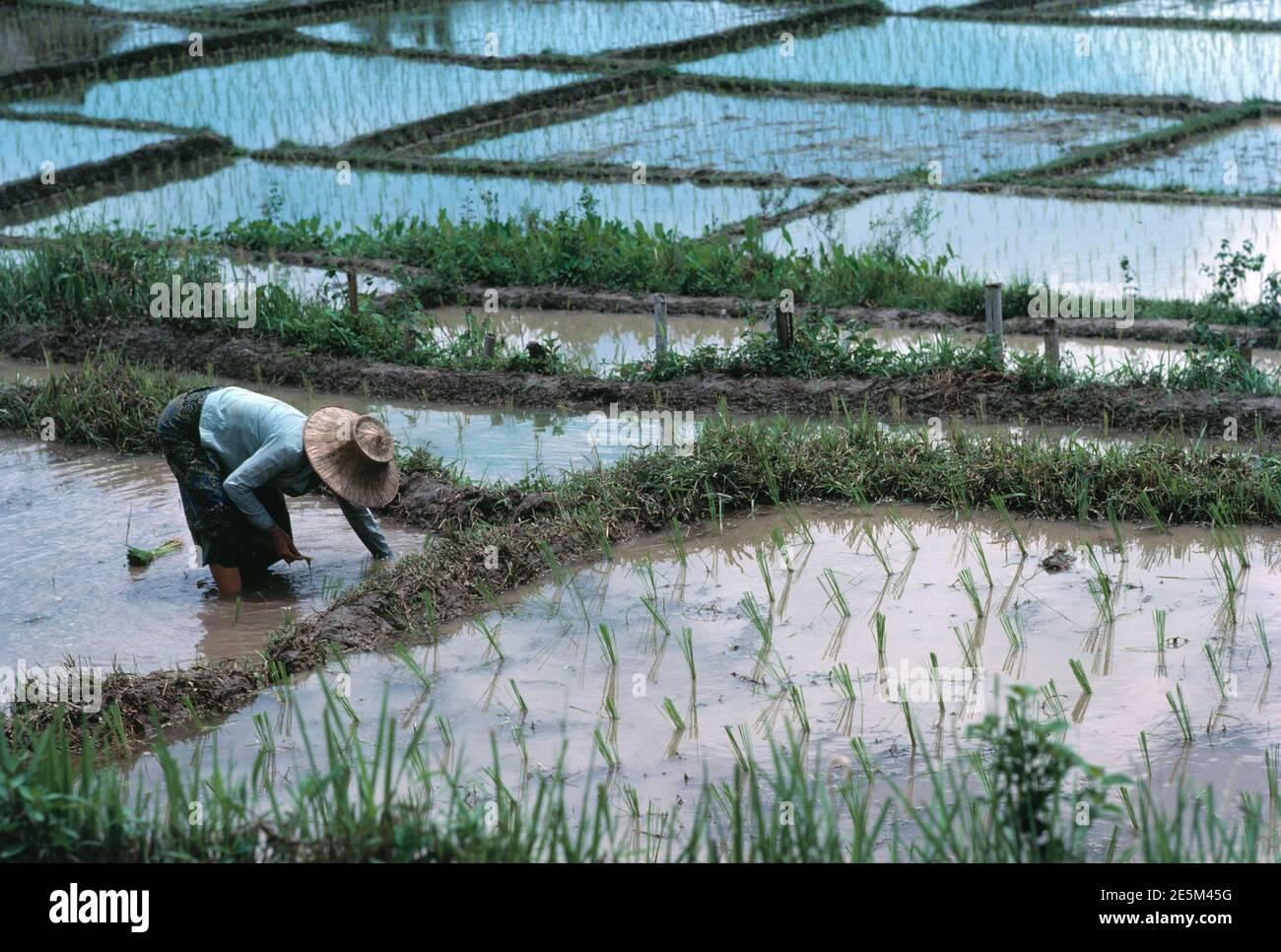 Rice paddy in indigenous hi-res stock photography and images - Alamy