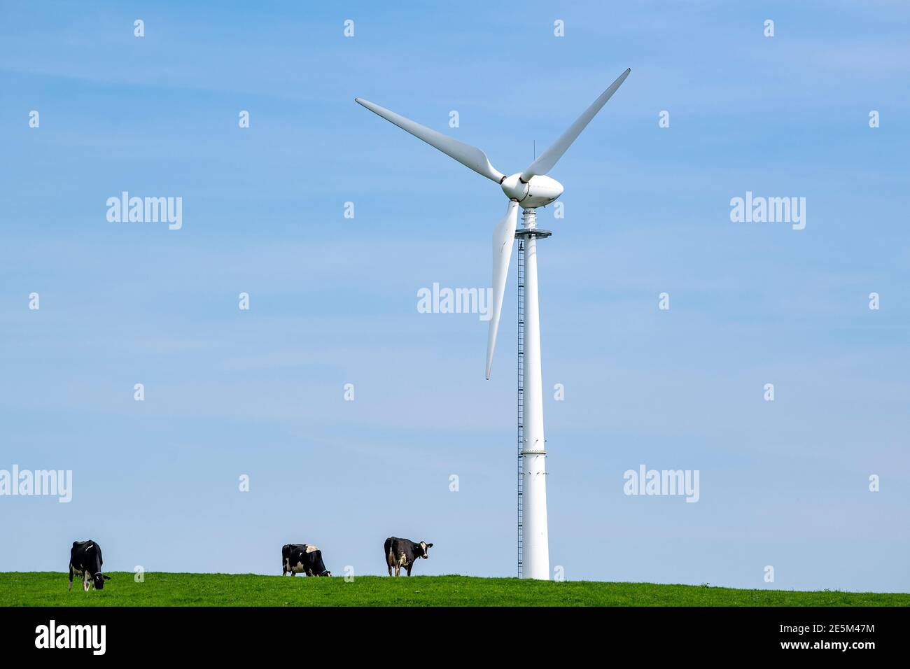Wind turbine uk cows hi-res stock photography and images - Alamy