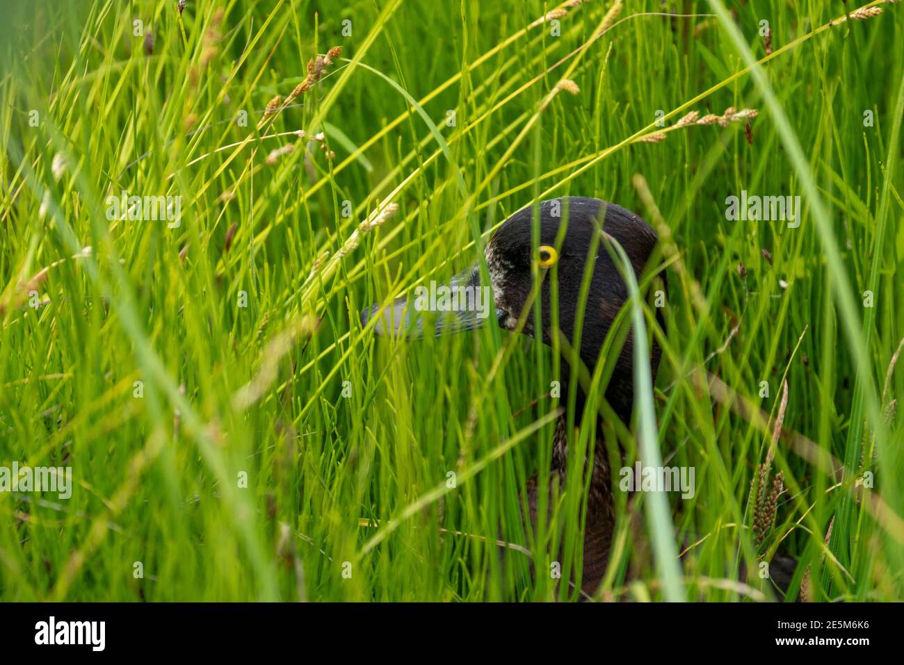 Common Goldeneye adult female sea buck with many nestlings Stock Photo ...