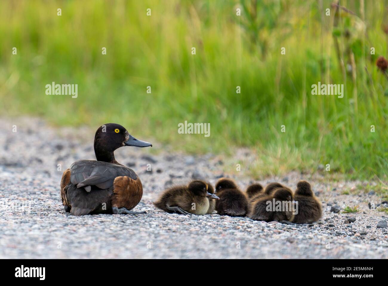 Common Goldeneye adult female sea buck with many nestlings Stock Photo ...