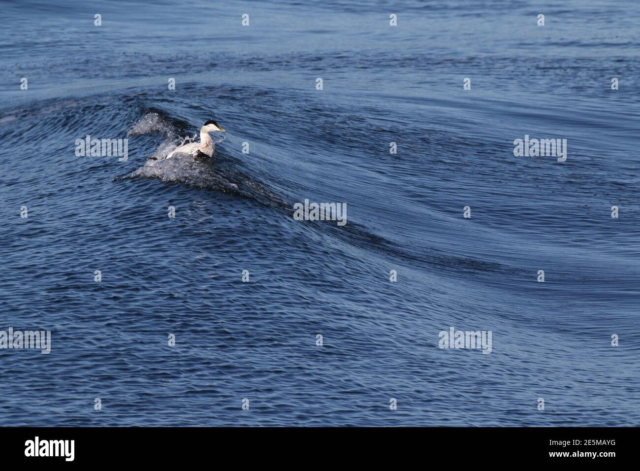 Surfin bird hi-res stock photography and images - Alamy