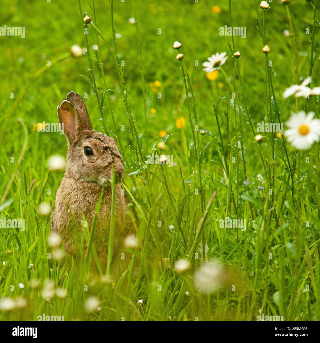 Rabbit in pasture Stock Photo - Alamy