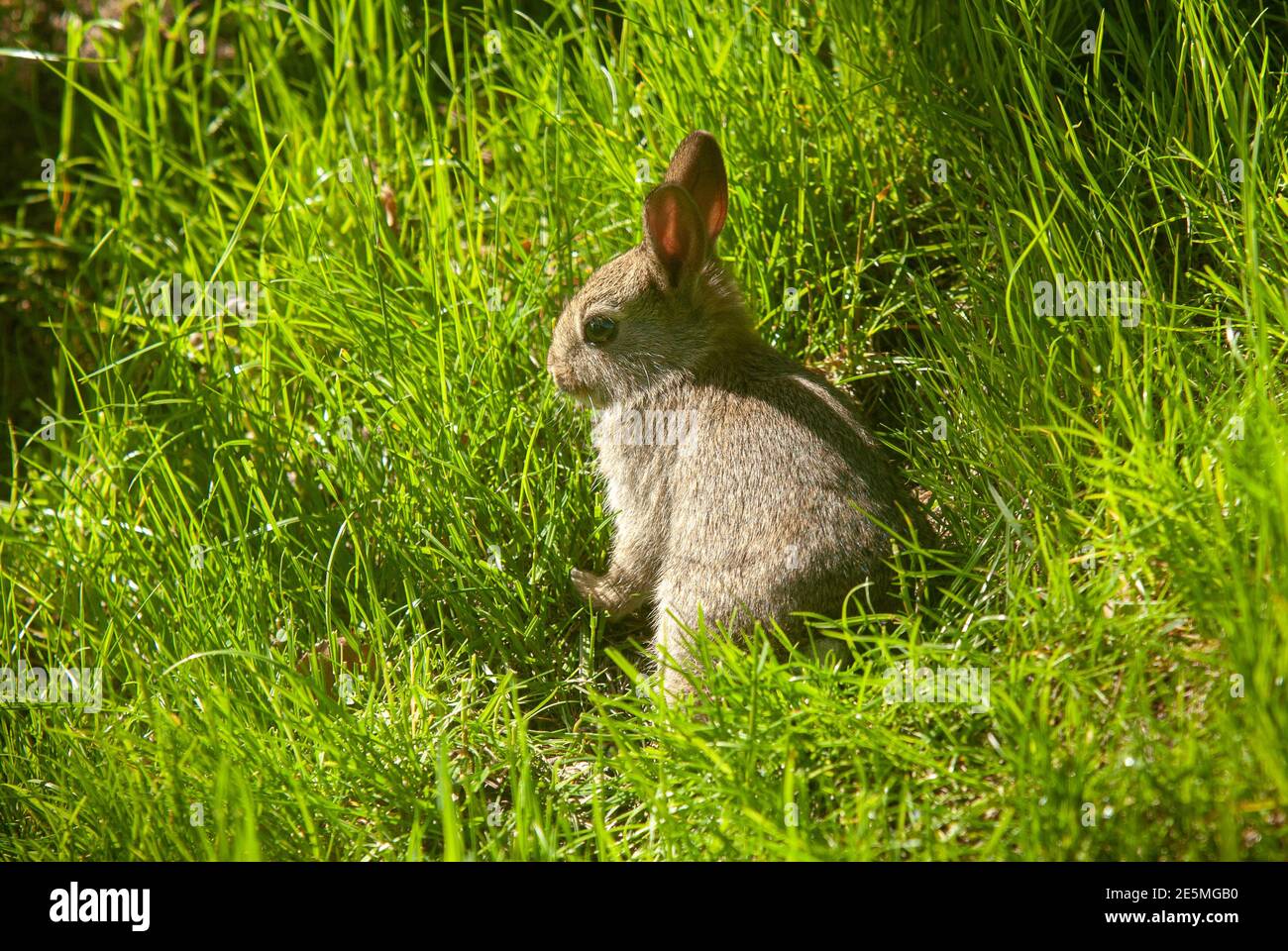 Rabbit in pasture Stock Photo - Alamy