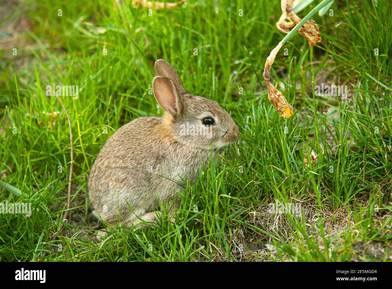 Rabbit in pasture Stock Photo - Alamy