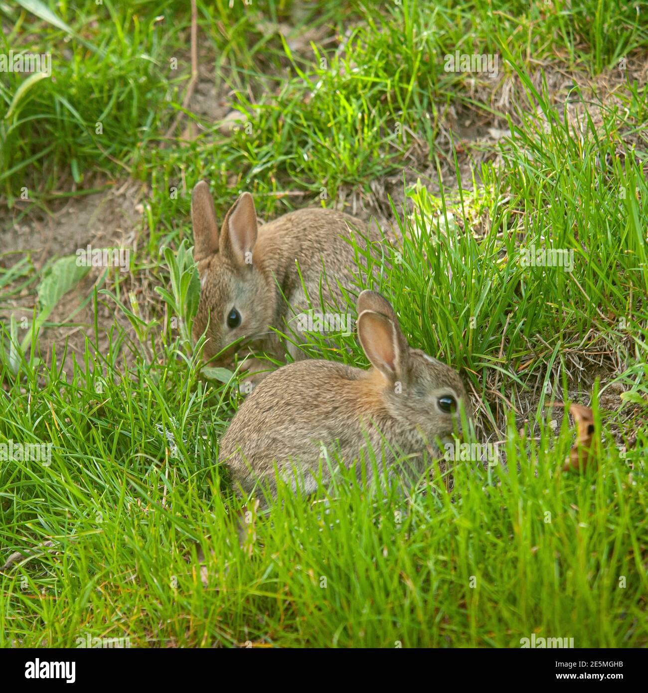 Rabbit in pasture Stock Photo - Alamy
