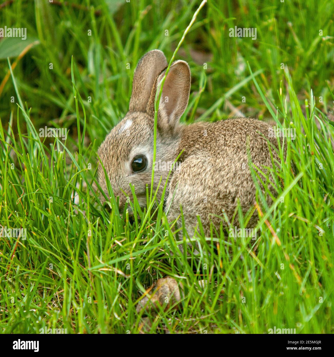 Rabbit in pasture Stock Photo - Alamy