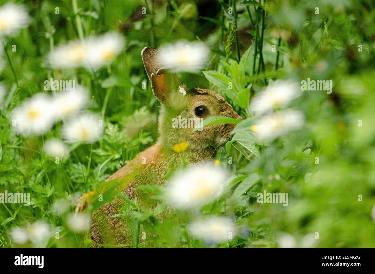 Rabbit in pasture Stock Photo - Alamy