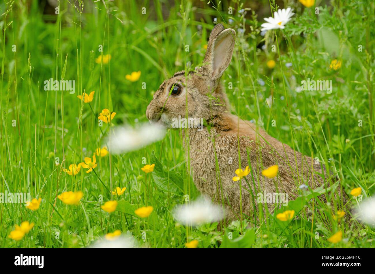Rabbit in pasture Stock Photo - Alamy