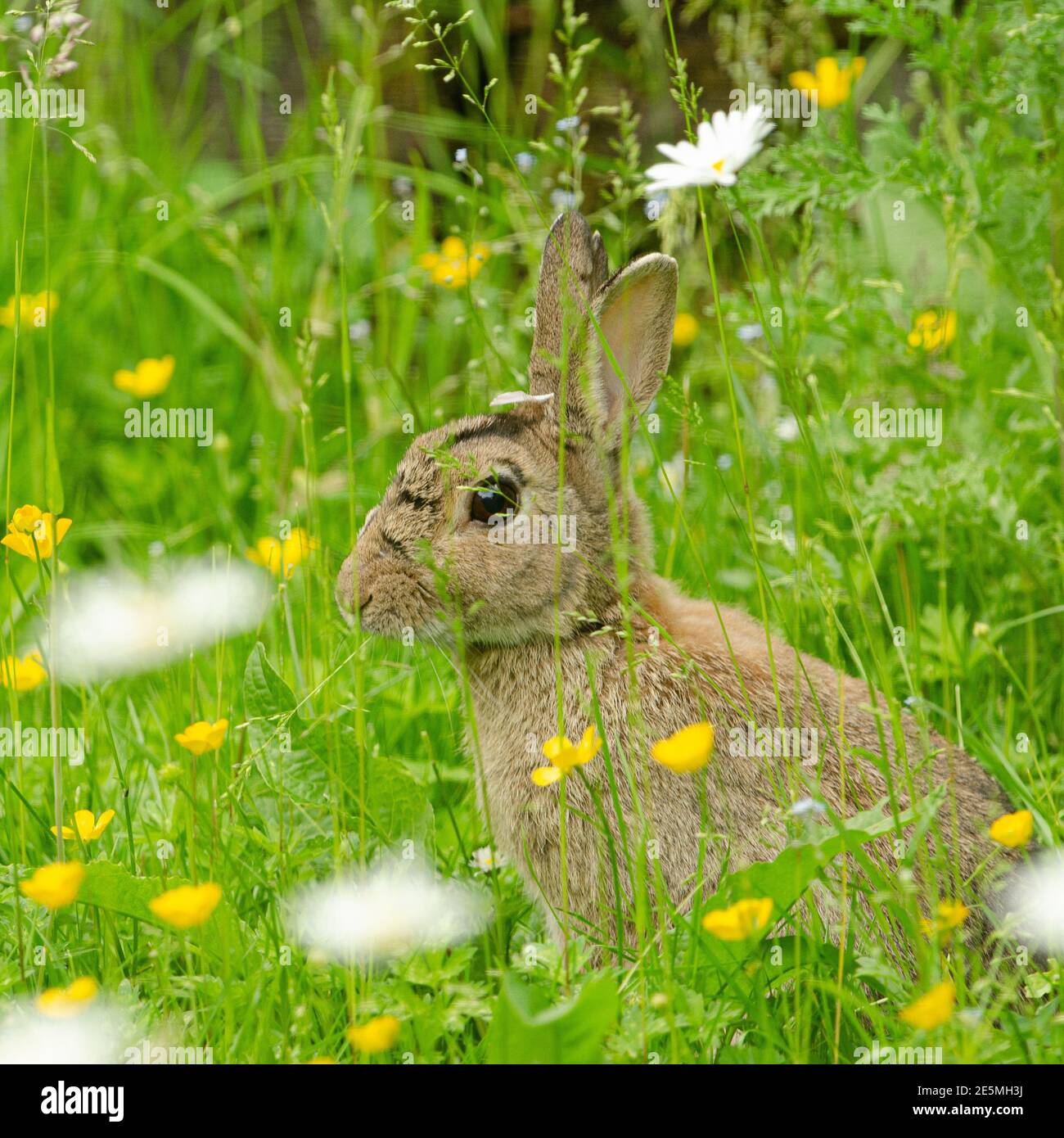 Rabbit in pasture Stock Photo - Alamy