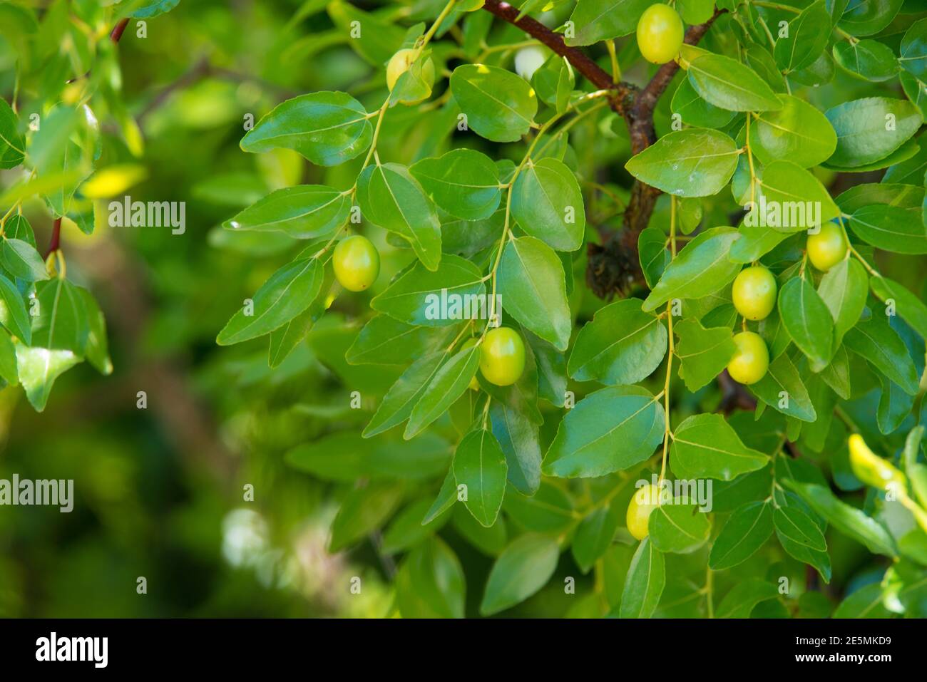 Green background of branches of jujube (jujube real, Chinese date ...