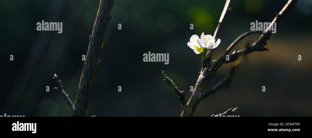 Flowers spring white background nature dark Stock Photo - Alamy
