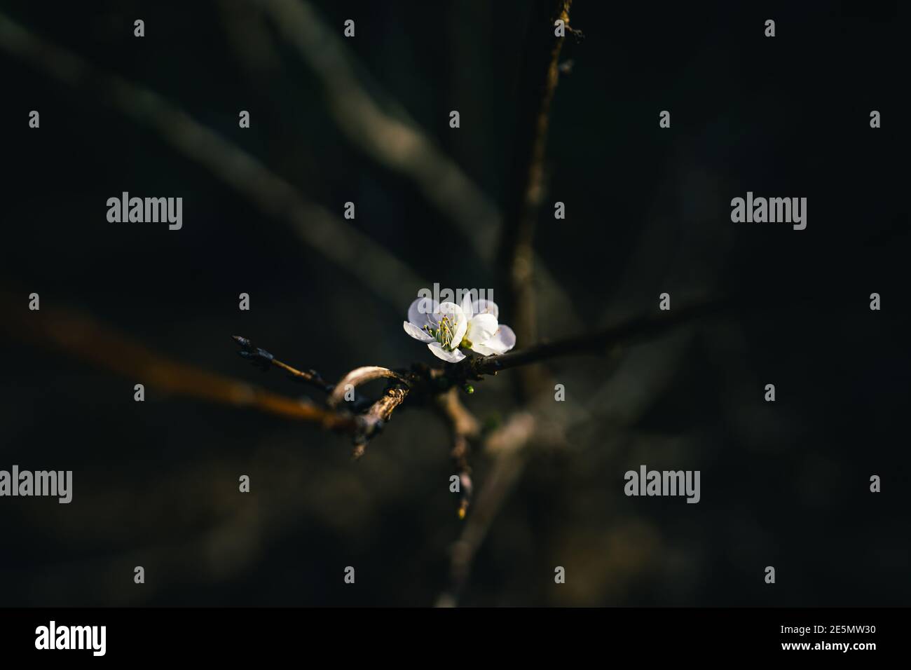 Flowers spring white background nature dark Stock Photo - Alamy