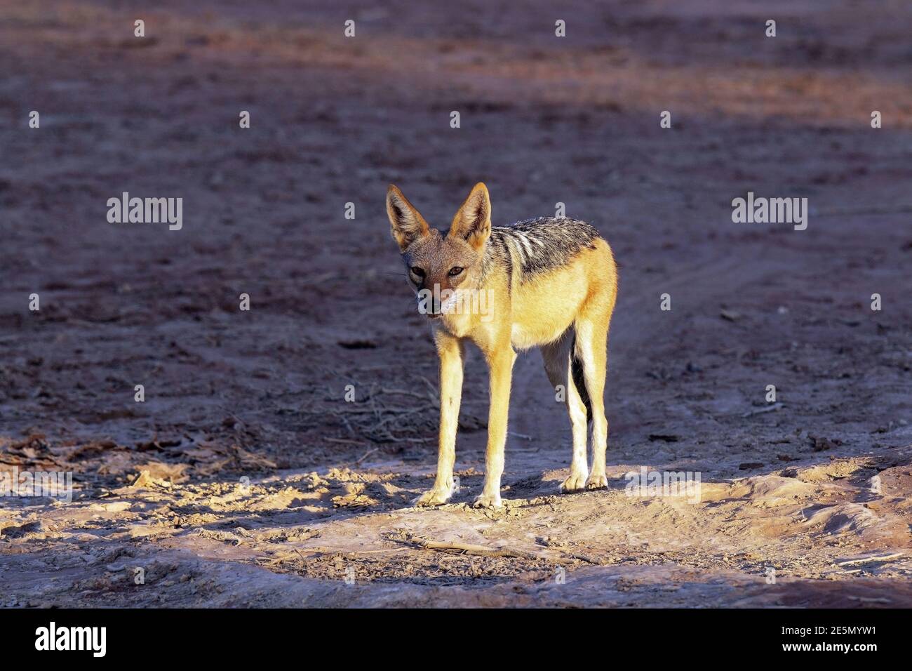 Golden jackal family hi-res stock photography and images - Alamy