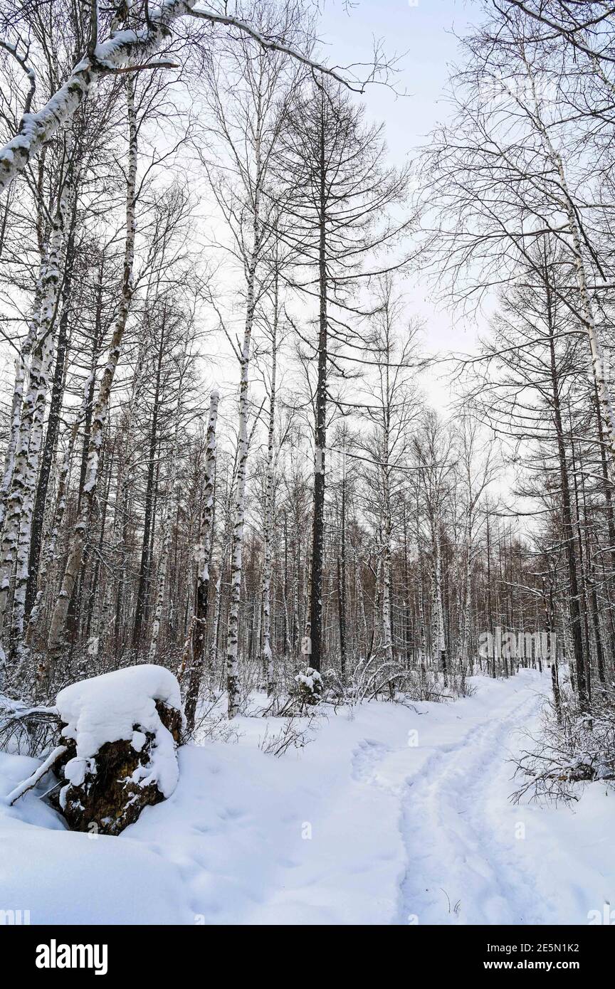 Hulunbuir forest hi-res stock photography and images - Alamy