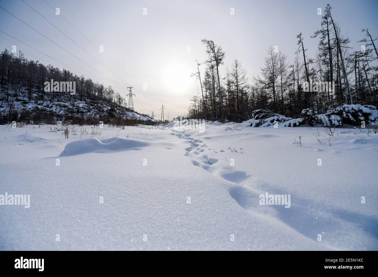 Hulunbuir forest hi-res stock photography and images - Alamy