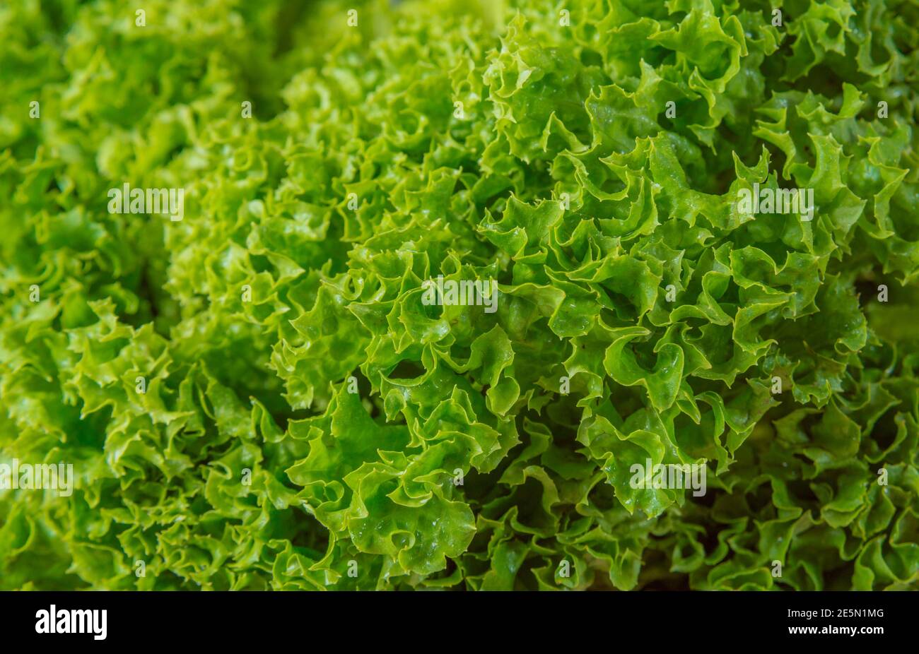 Green batavia lettuce salad close up macro Stock Photo - Alamy