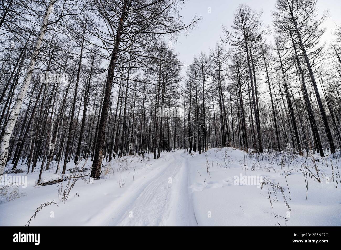 Hulunbuir forest hi-res stock photography and images - Alamy