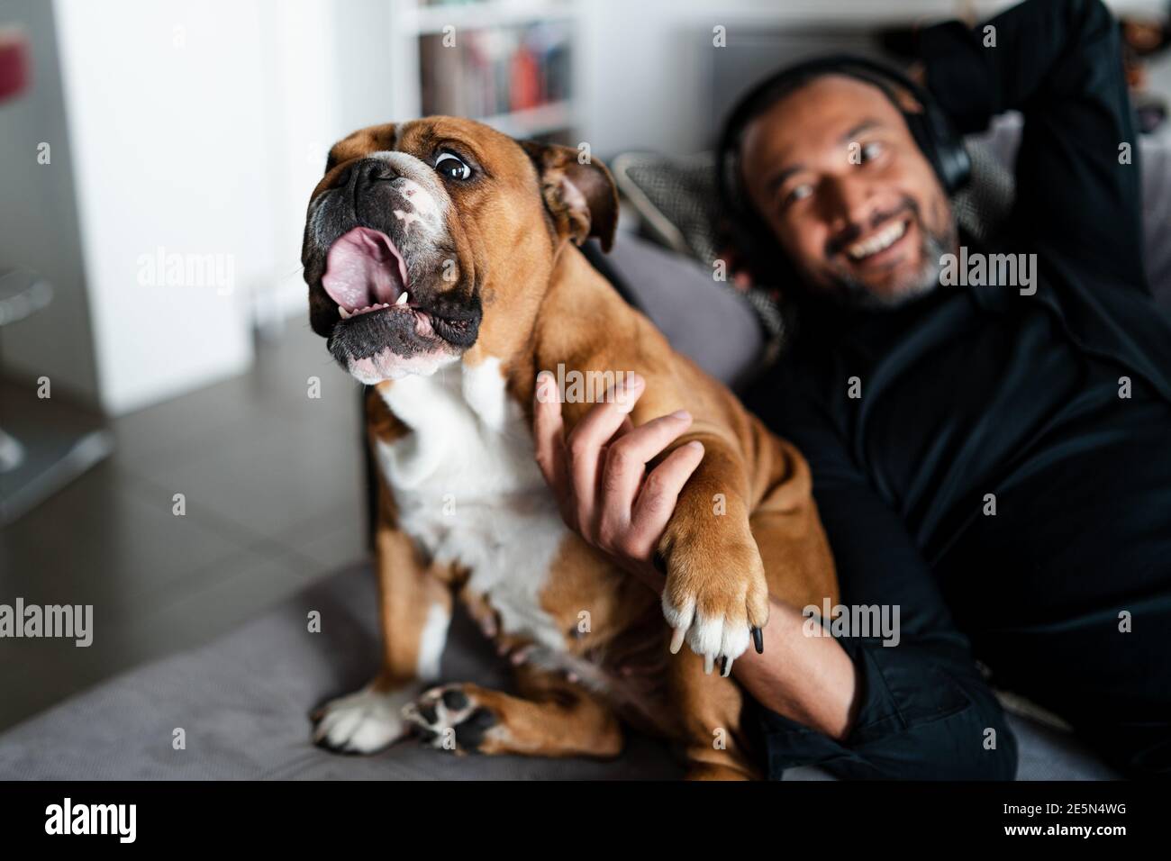 bulldog playing with his owner on the couch at home Stock Photo - Alamy