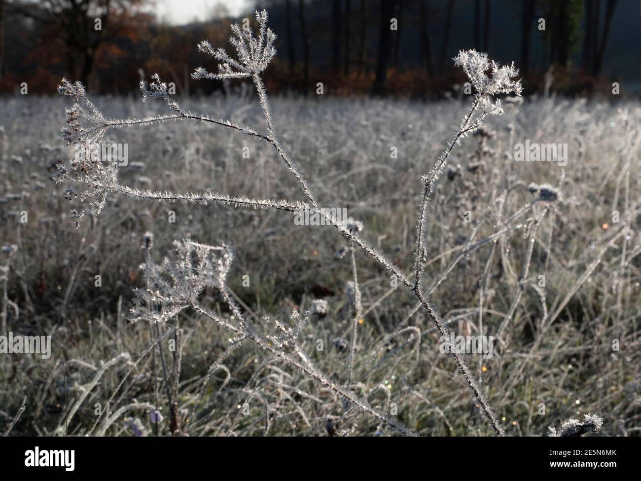 A nice picture of morning frost over a meadow , an intresting photo ...