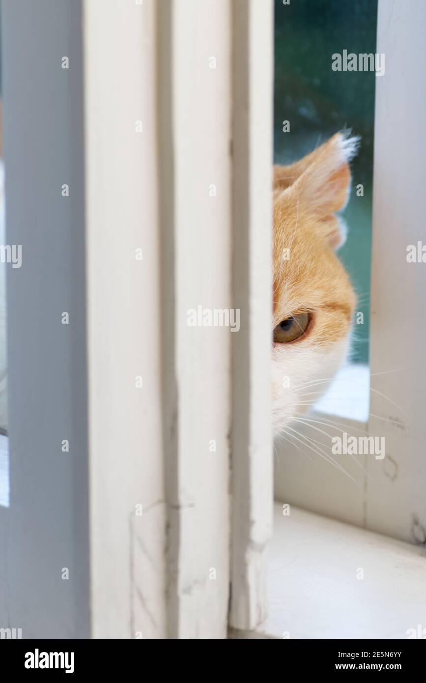 Yellow cat hiding and peeking in between window frames Stock Photo - Alamy