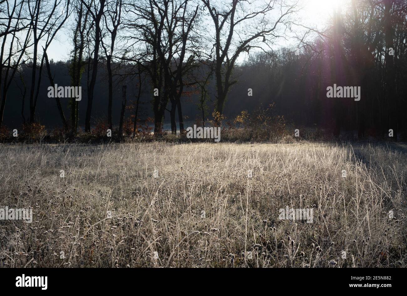 A nice picture of morning frost over a meadow , an intresting photo ...