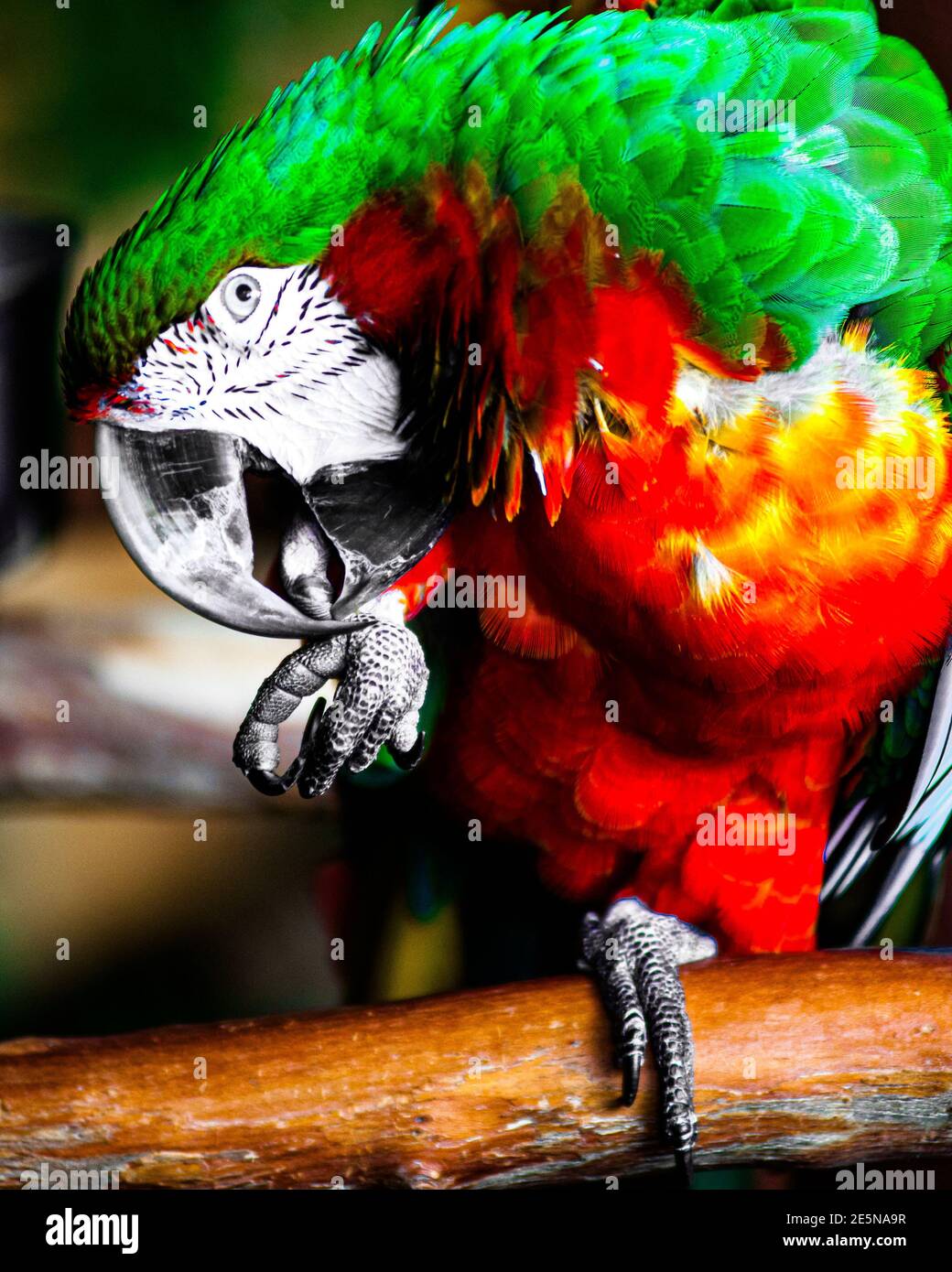 Hyacinth macaw pet hi-res stock photography and images - Alamy