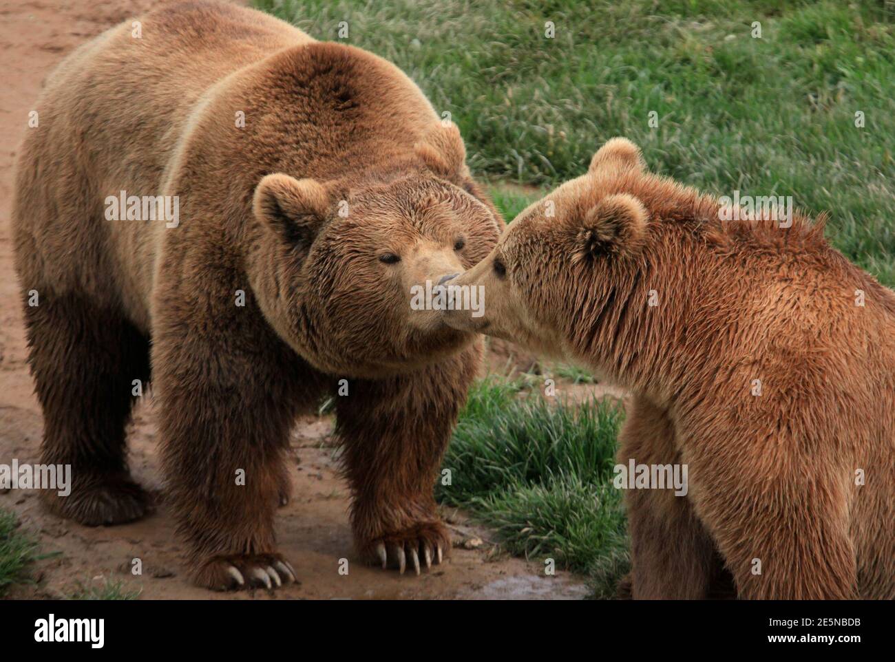 Two rescued brown bear cubs hi-res stock photography and images - Alamy