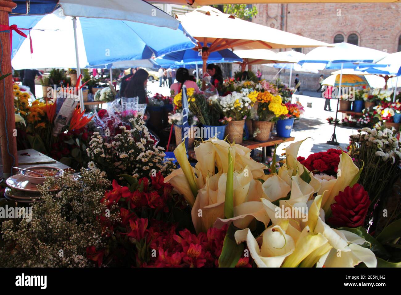 Cuenca ecuador flower hi-res stock photography and images - Alamy