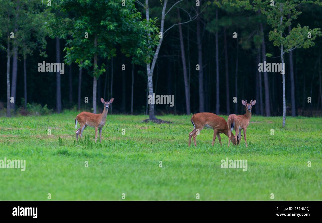 Three whitetail deer that are on a North Carolina field nextto a forest ...