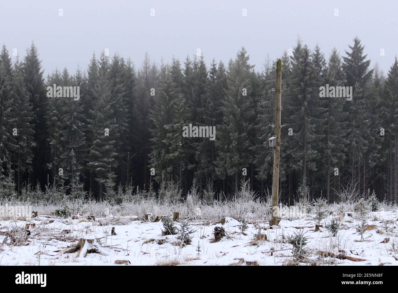 Nordic fir hi-res stock photography and images - Alamy