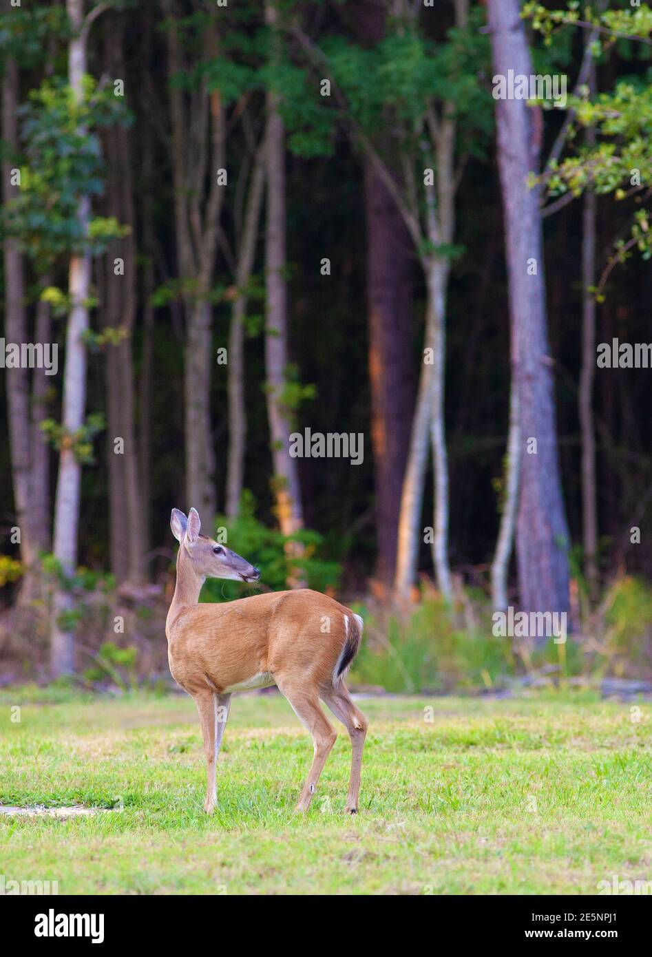 Whitetail doe looking back near a forest near Raeford North Carolina ...