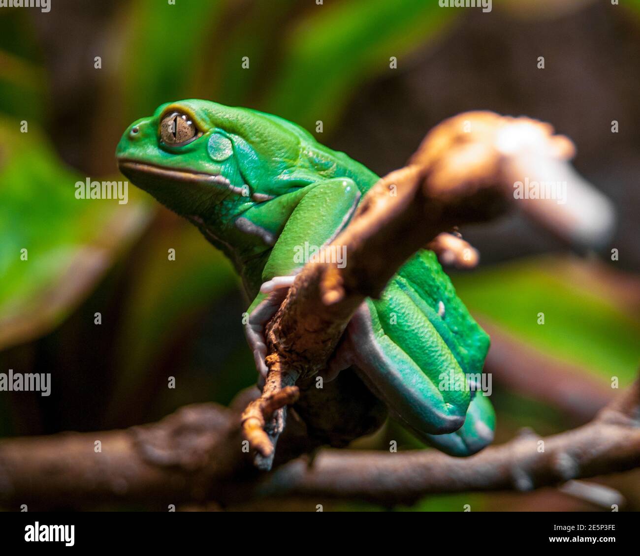 Peru giant tree frog hi-res stock photography and images - Alamy