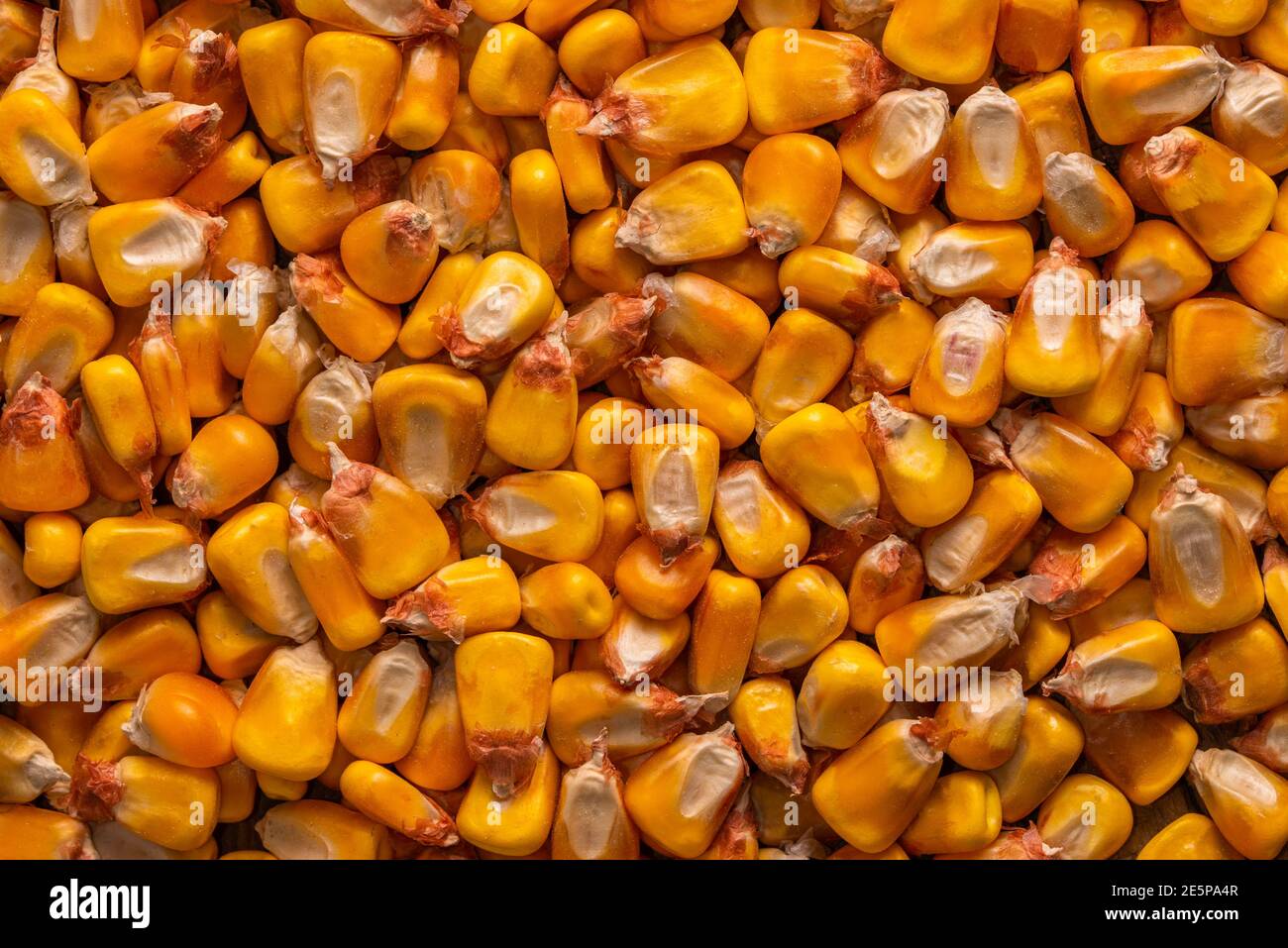 Close up texture of corn seeds Stock Photo - Alamy