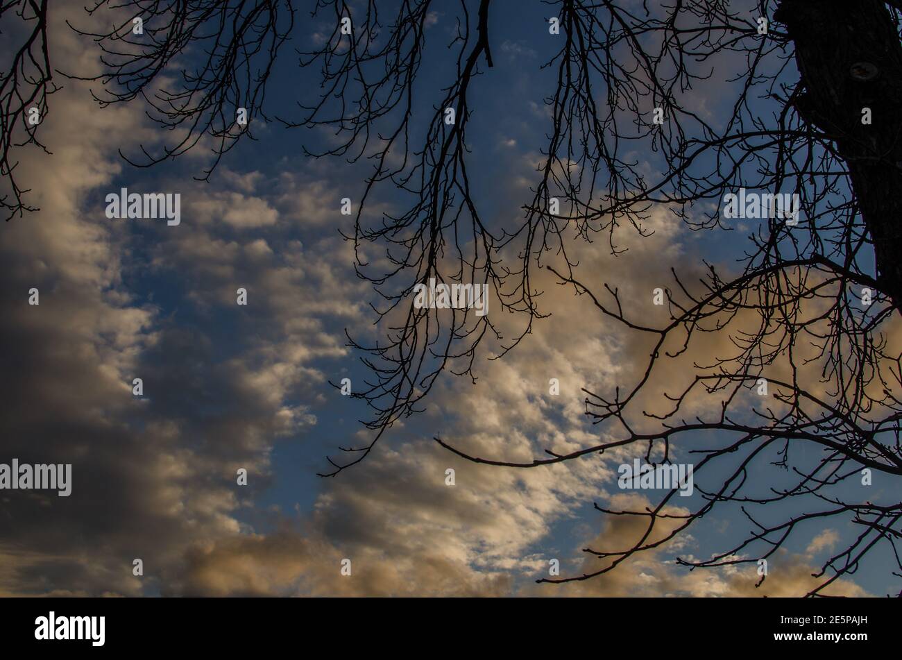 tree without leaves and clouds on the sky Stock Photo - Alamy