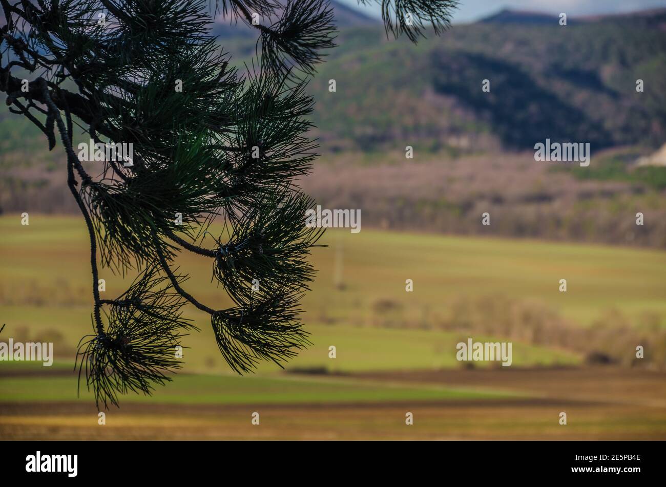 pine tree in the natural landscape Stock Photo - Alamy