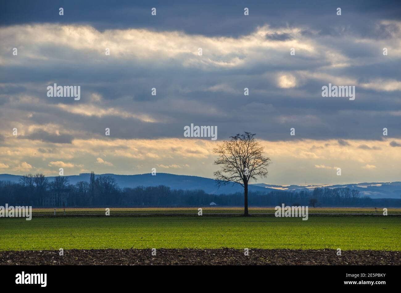 Single small tree hi-res stock photography and images - Alamy
