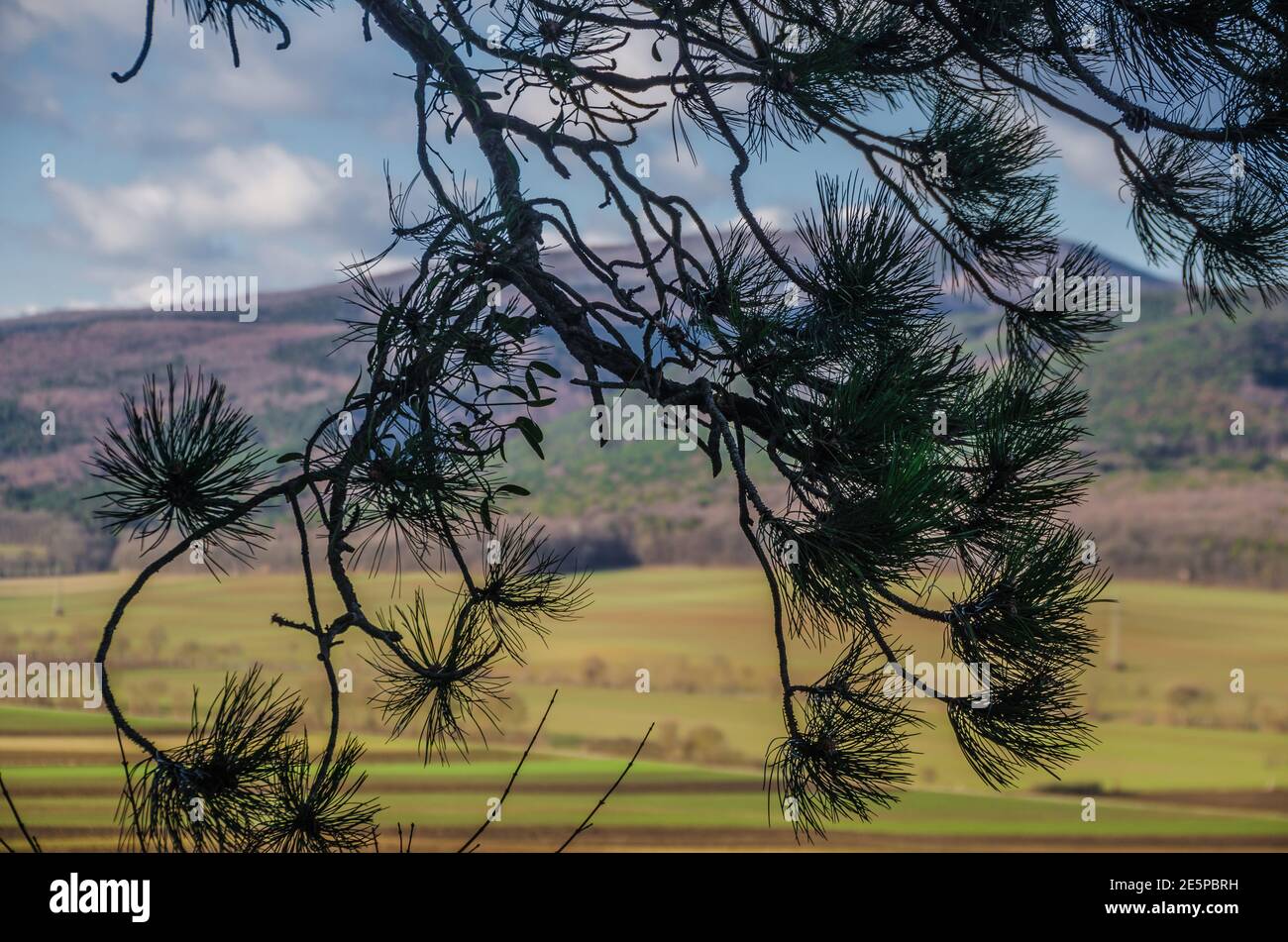 Tree pine country landscape hi-res stock photography and images - Alamy