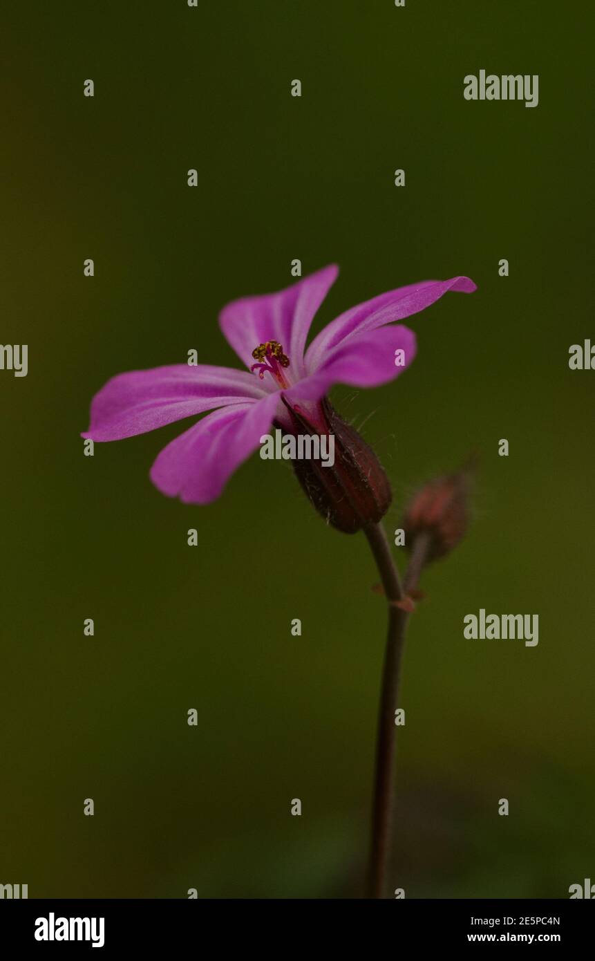 Herb Robert Wildflower Stock Photo - Alamy