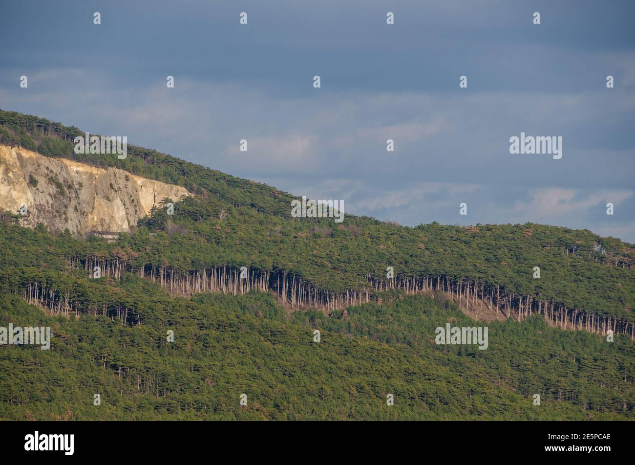 Many tree trunks hi-res stock photography and images - Alamy