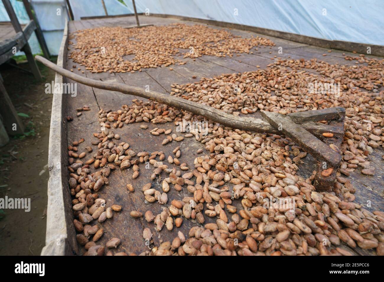 Cacao fermentation hi-res stock photography and images - Alamy